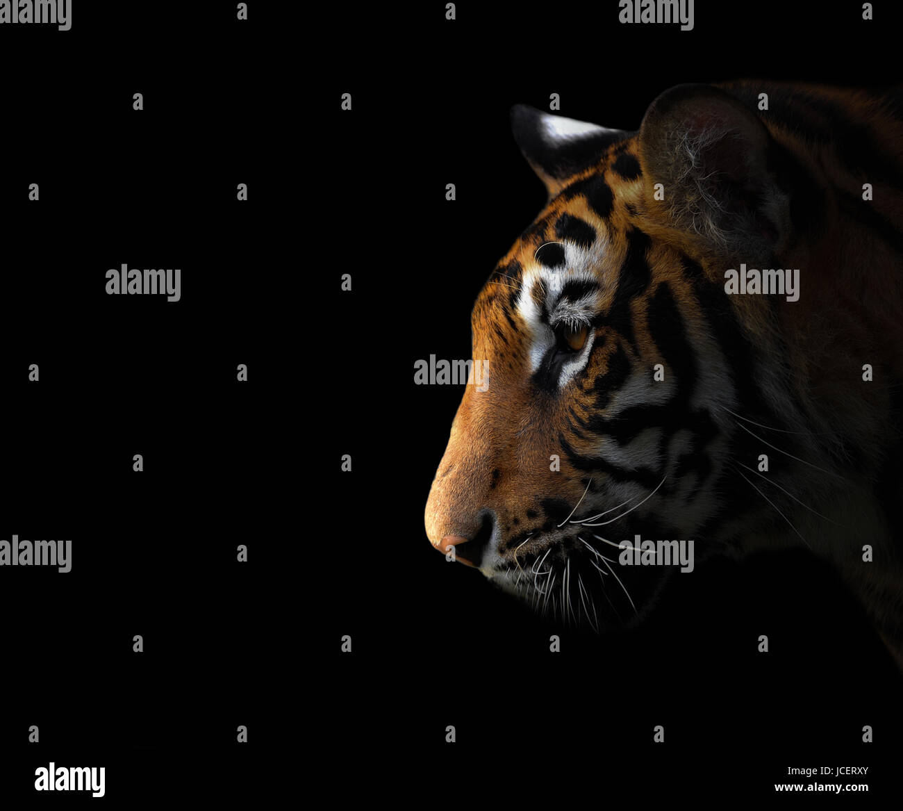 bengal tiger in the dark night Stock Photo - Alamy