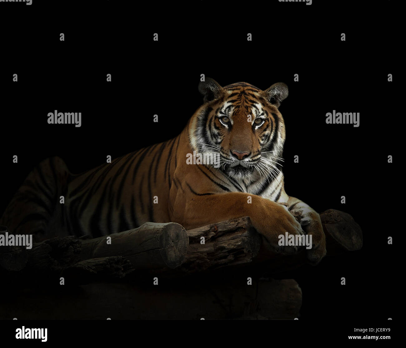 bengal tiger in the dark night Stock Photo - Alamy