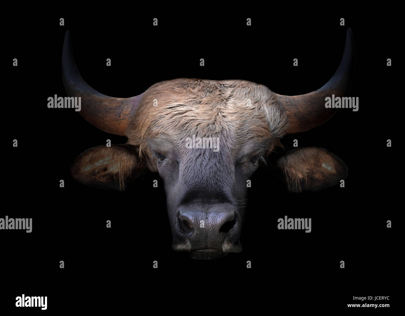Indian gaur face hi-res stock photography and images - Alamy