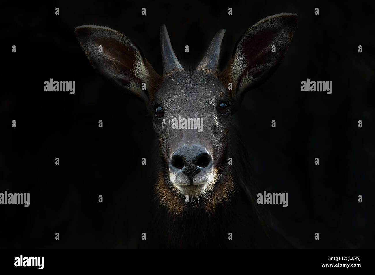 Serow thailand hi-res stock photography and images - Alamy