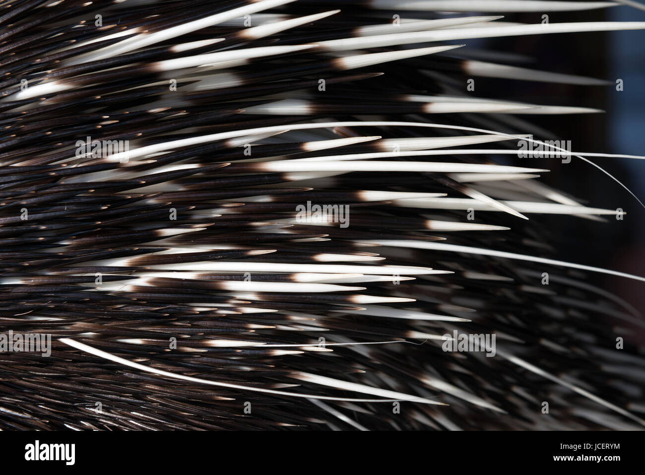 close up picture of a porcupine spine Stock Photo - Alamy