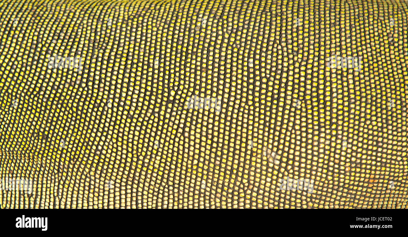 textured of green iguana skin Stock Photo - Alamy