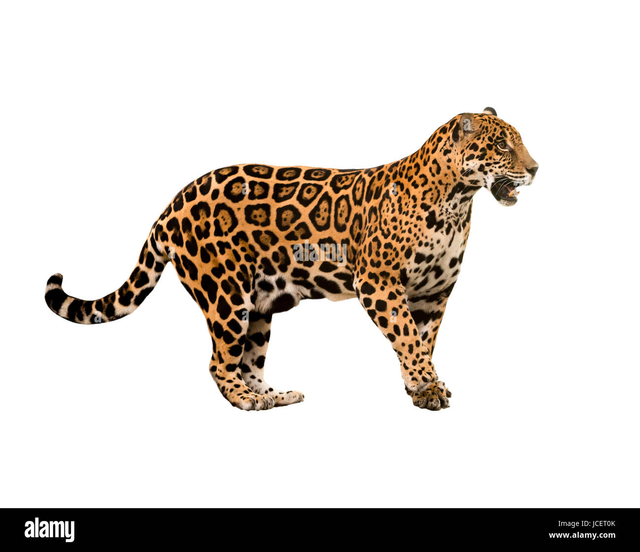 Jaguar panthera onca wild big Cut Out Stock Images & Pictures - Alamy