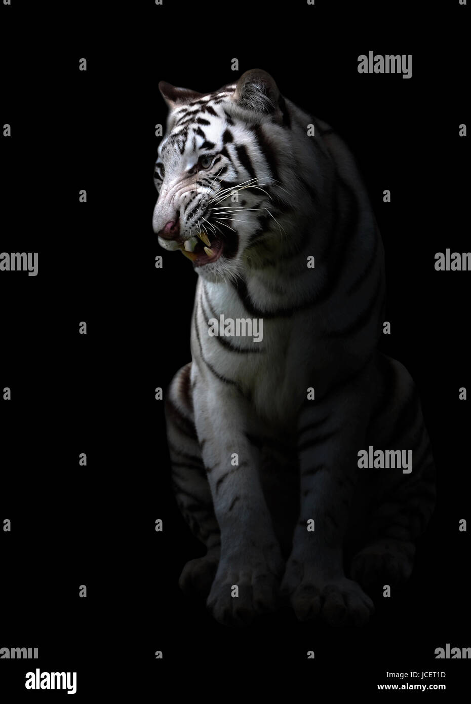 white bengal tiger in the dark night Stock Photo - Alamy