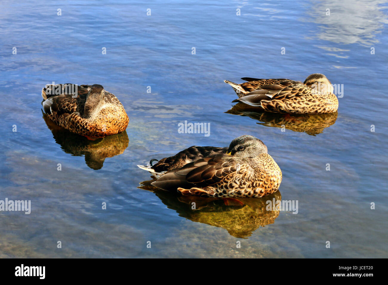 Tagtraumer hi-res stock photography and images - Alamy