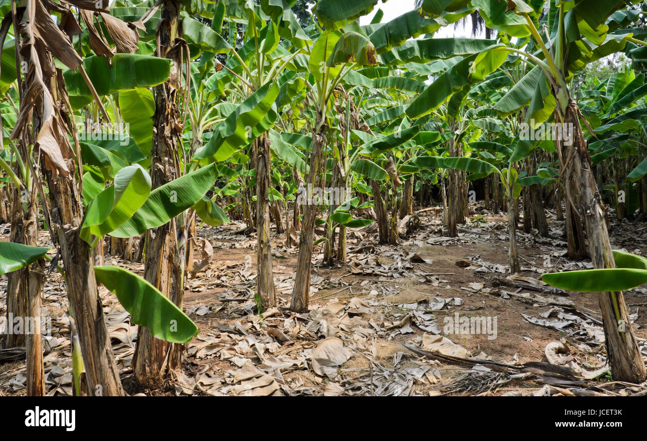 nature banana crop Stock Photo - Alamy