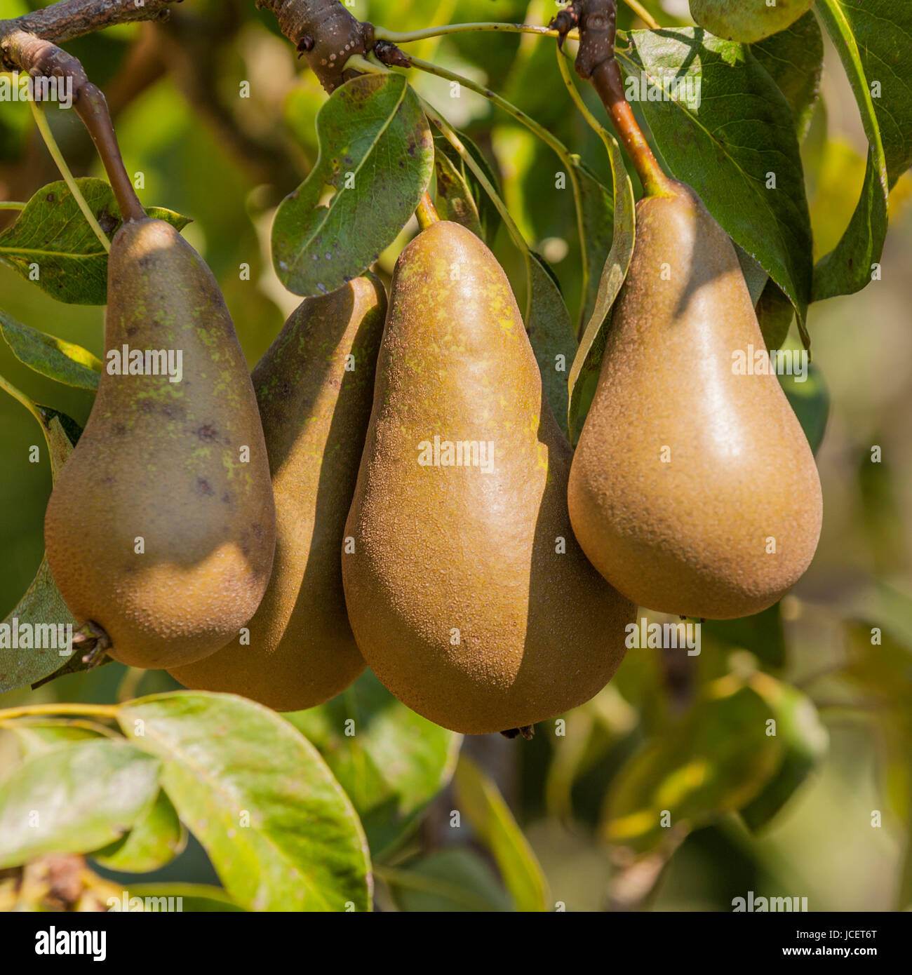 Pick fruit pear uk hi-res stock photography and images - Alamy