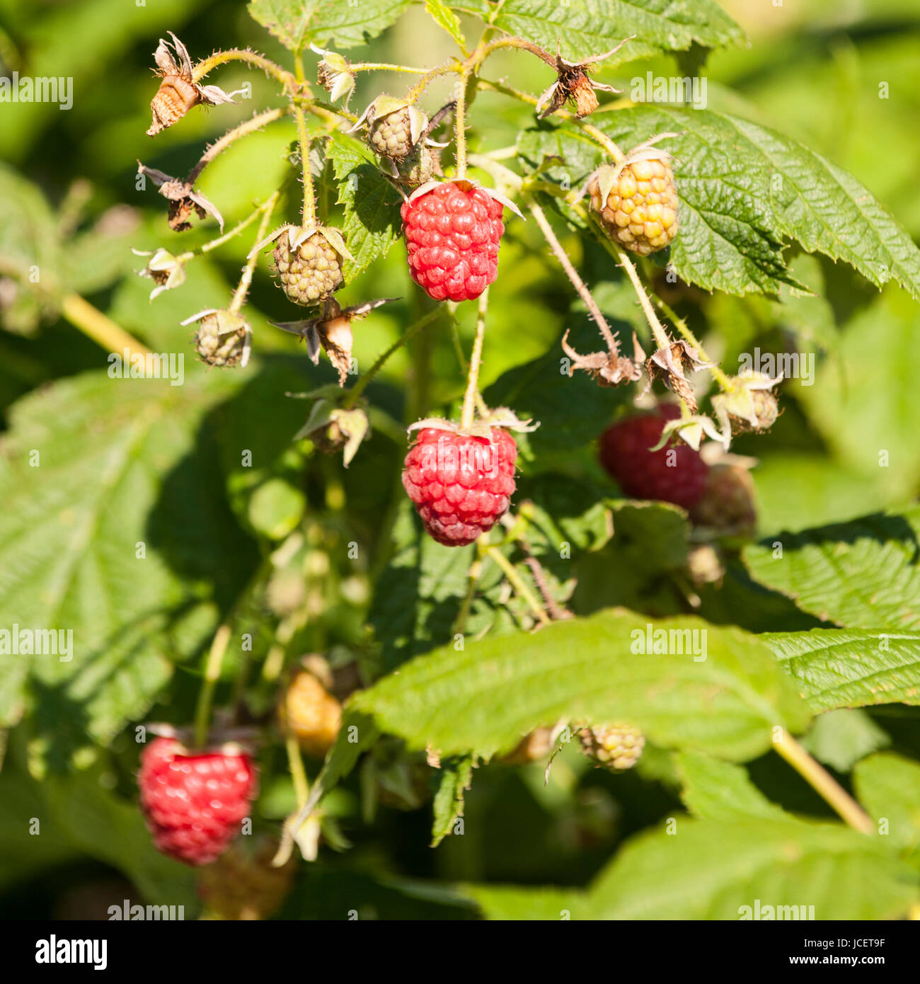 Juicy red raspberries ready to pick from the bush in the Uk Stock Photo ...