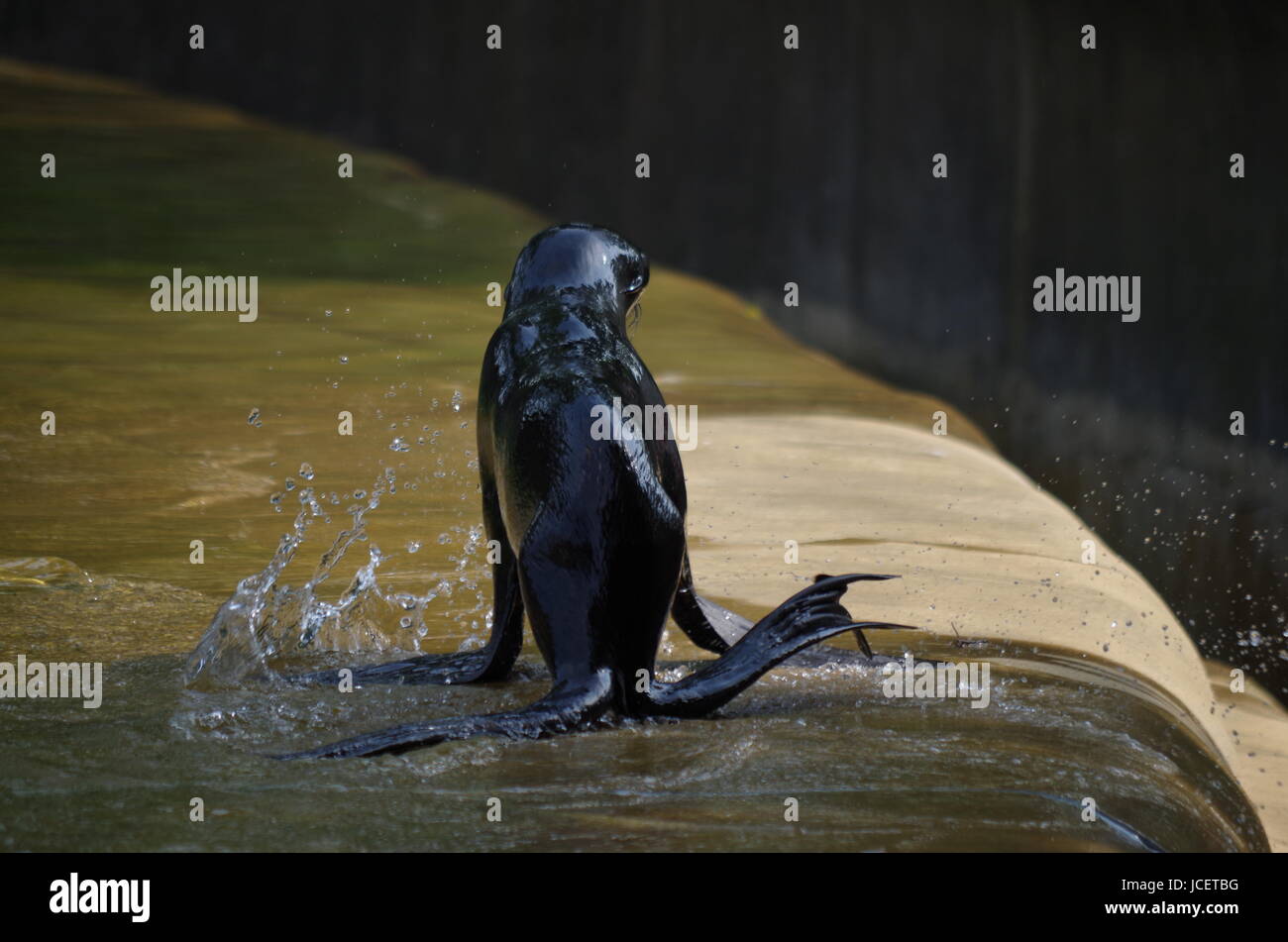 Eine robbe hi-res stock photography and images - Alamy