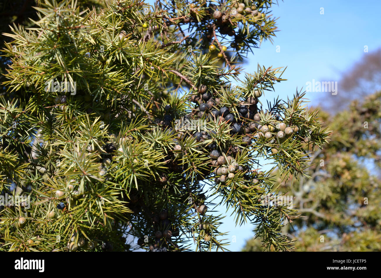 Juniper brandy hi-res stock photography and images - Alamy