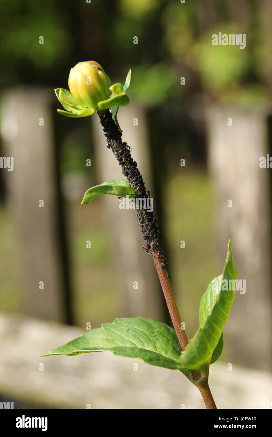Plant varmints hi-res stock photography and images - Alamy