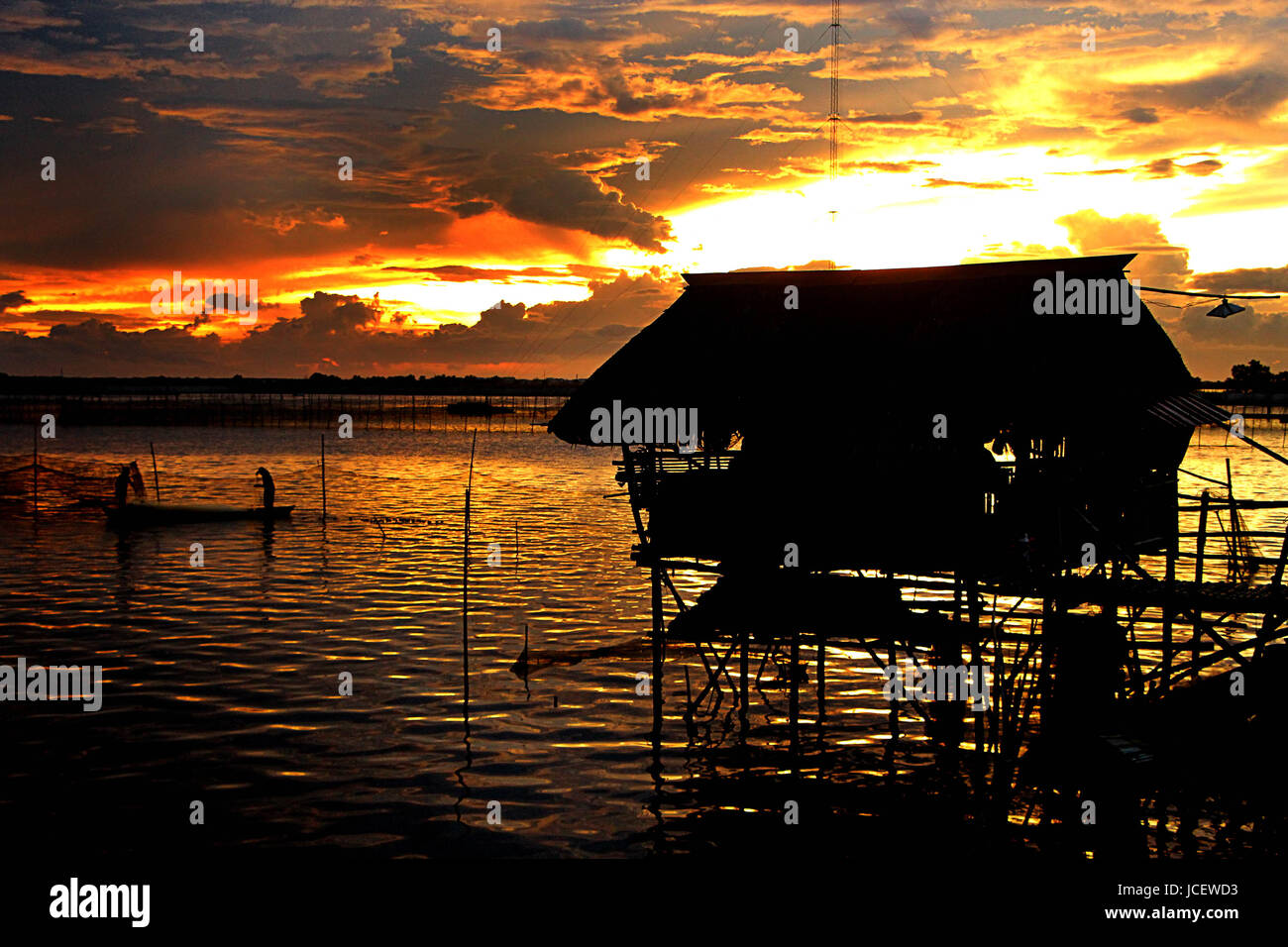 Fisherman makes a bountiful harvest of Milk fish or “Bangus” with a ...