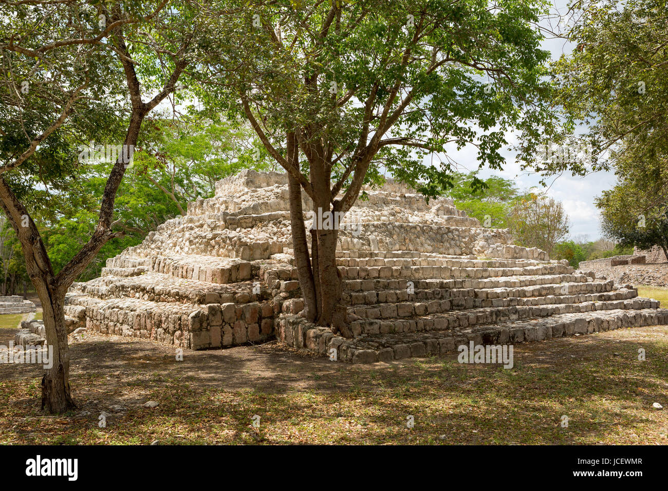 tree growing out from the steps of a Mayan pyramid Stock Photo - Alamy