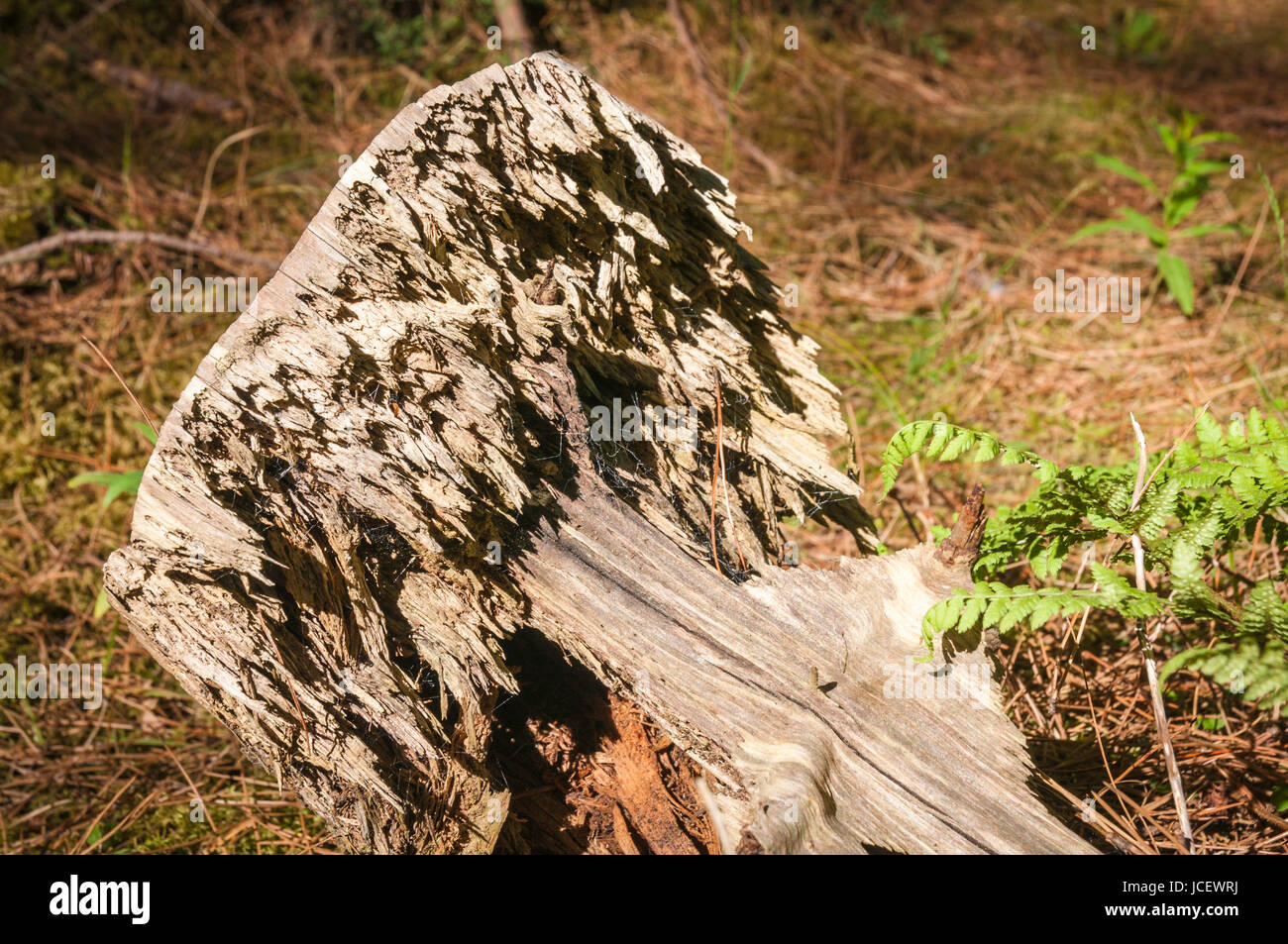 A well rotted tree stump in Roseisle Forest, Moray,Scotland Stock Photo ...