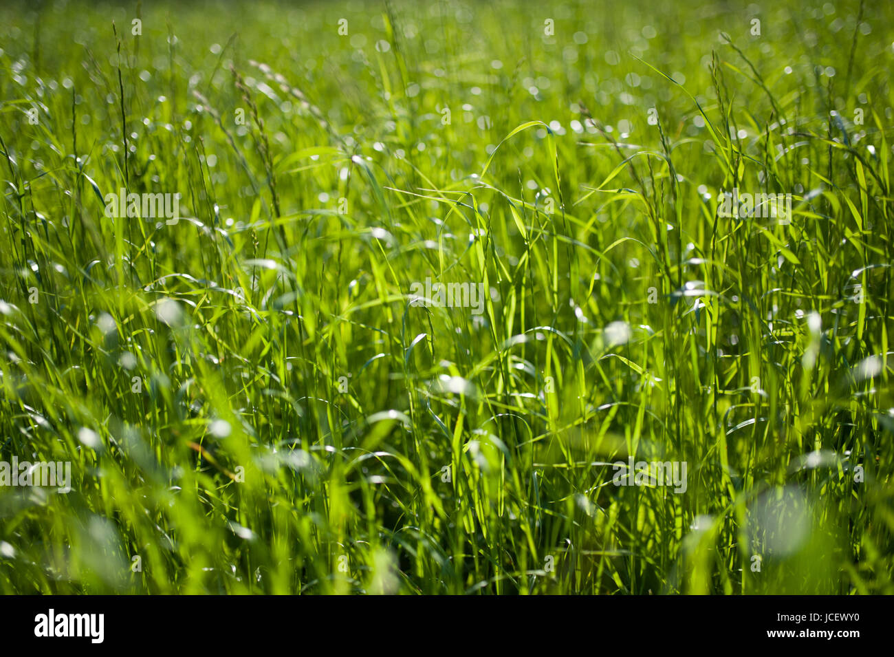 Sunny grass up close hi-res stock photography and images - Alamy