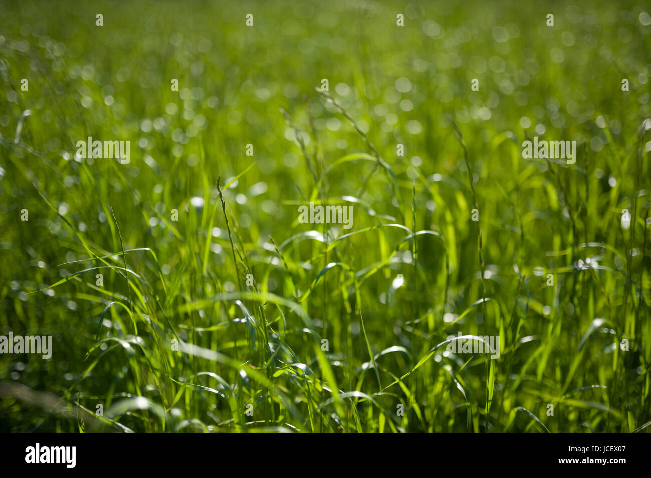 On green lawn straw hi-res stock photography and images - Alamy