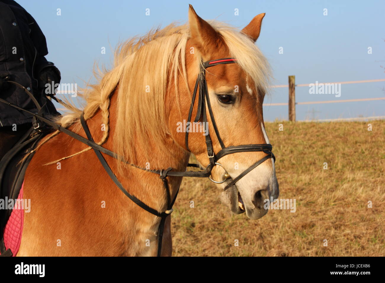 Bright saddled hi-res stock photography and images - Alamy