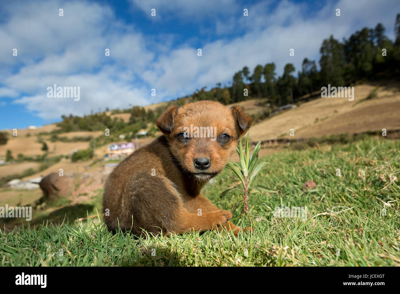 Stray mexican dog hi-res stock photography and images - Alamy