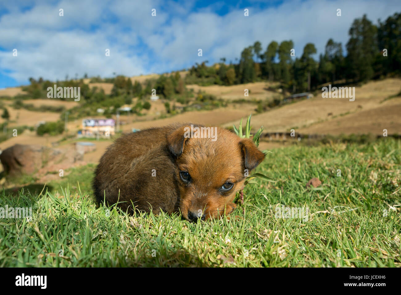 Stray mexican dog hi-res stock photography and images - Alamy