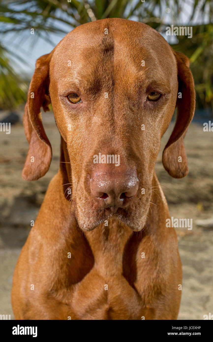 golden color pure breed Hungarian vizsla dog looking straight into the ...