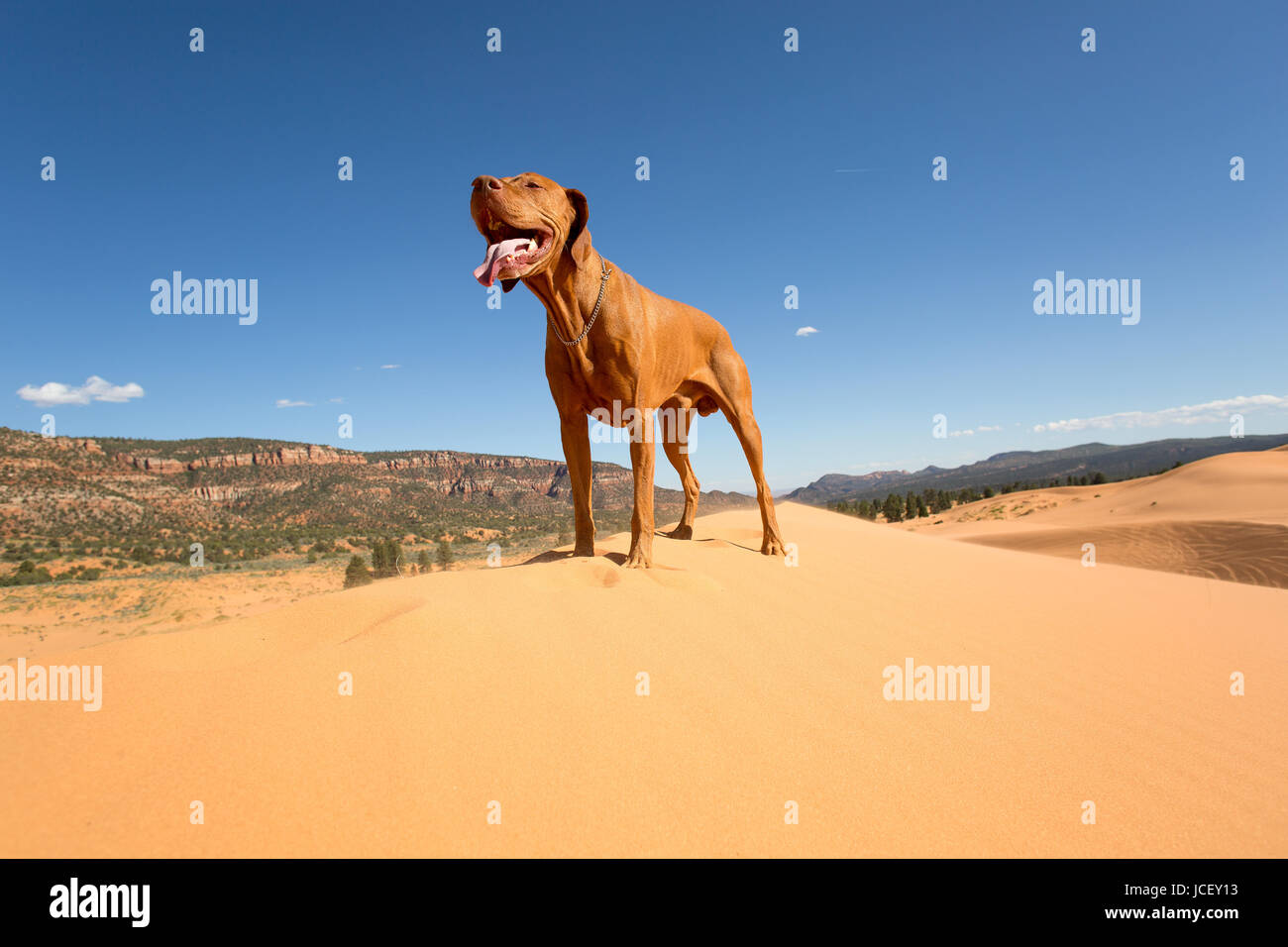 golden color dog standing in sand dunes Stock Photo - Alamy
