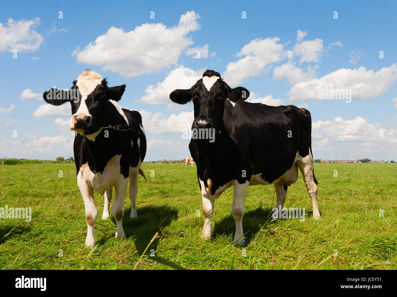 Dutch cows in the meadow Stock Photo - Alamy