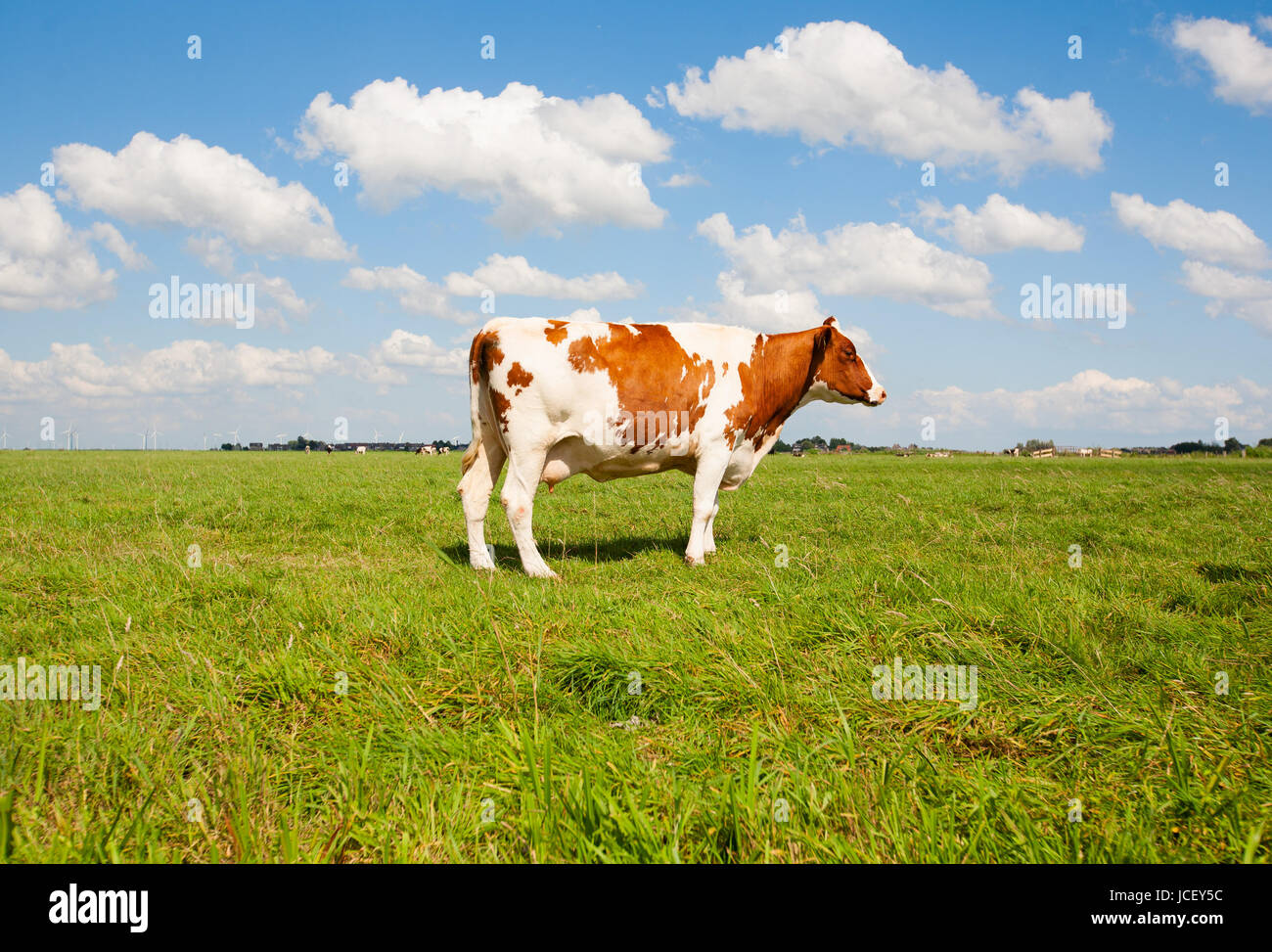 Dutch cow in the meadow Stock Photo - Alamy