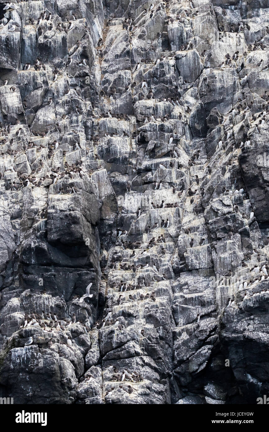 Cliff Face of seabirds nesting on the Isle of May off the coast of ...