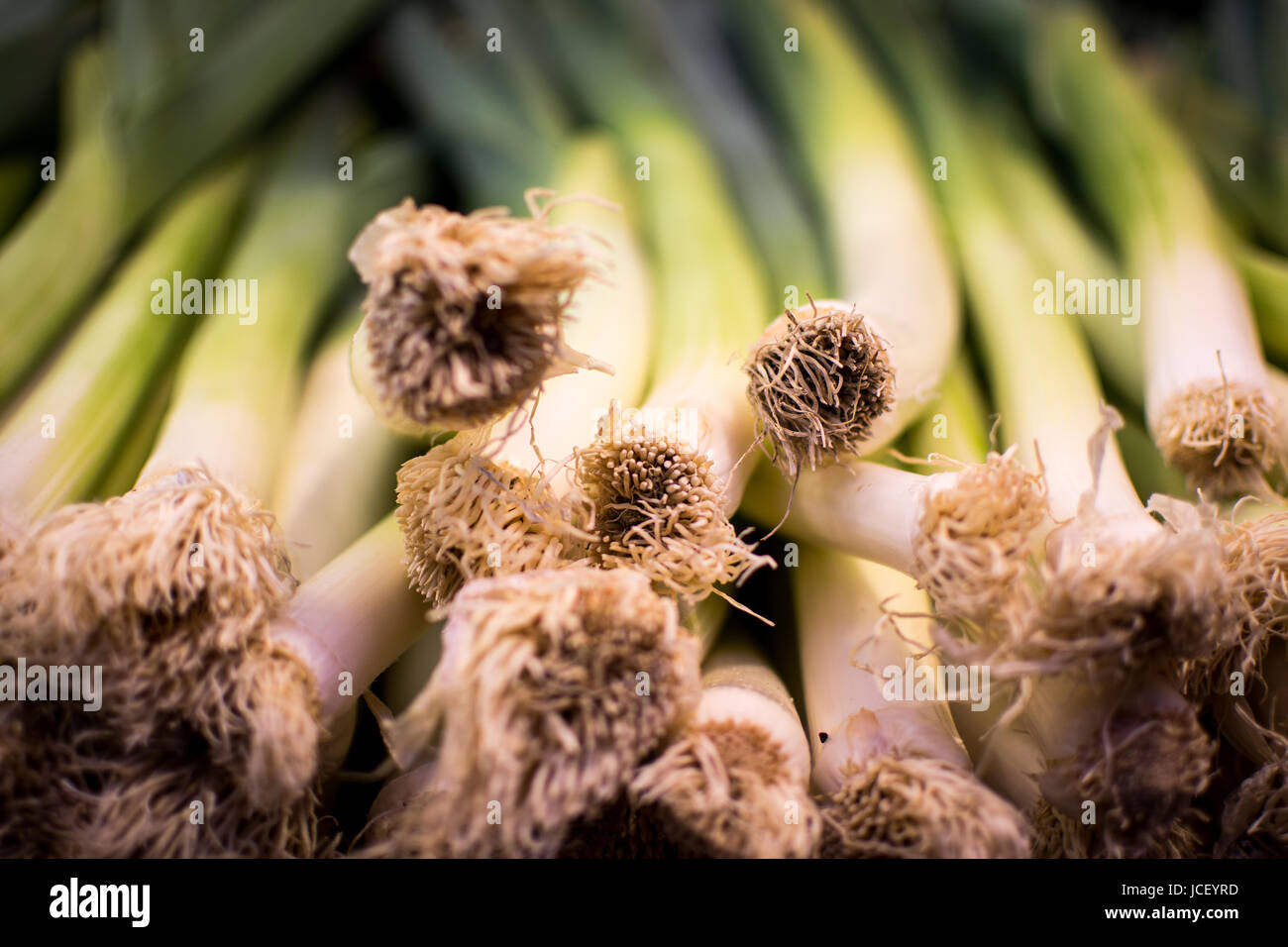 Pile of Organic Spring Onions Close Up Background. Healthy Eating Stock ...