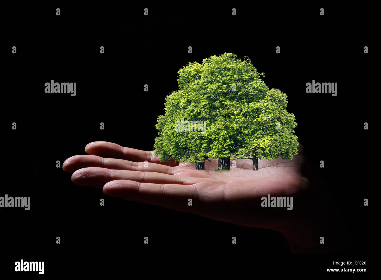 Tree in hand Stock Photo - Alamy