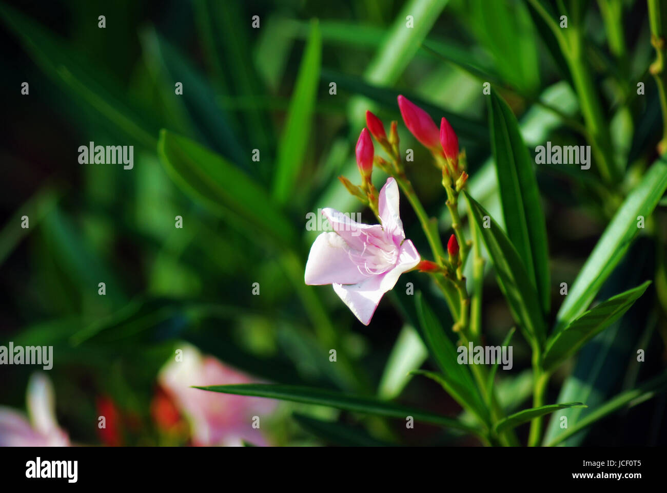 Indian Garden & Flowers Stock Photo - Alamy