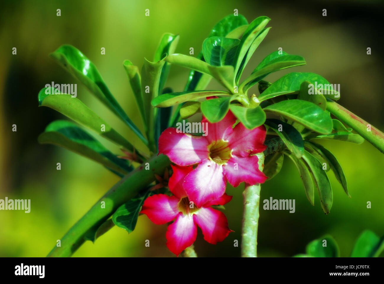 Indian Garden & Flowers Stock Photo - Alamy