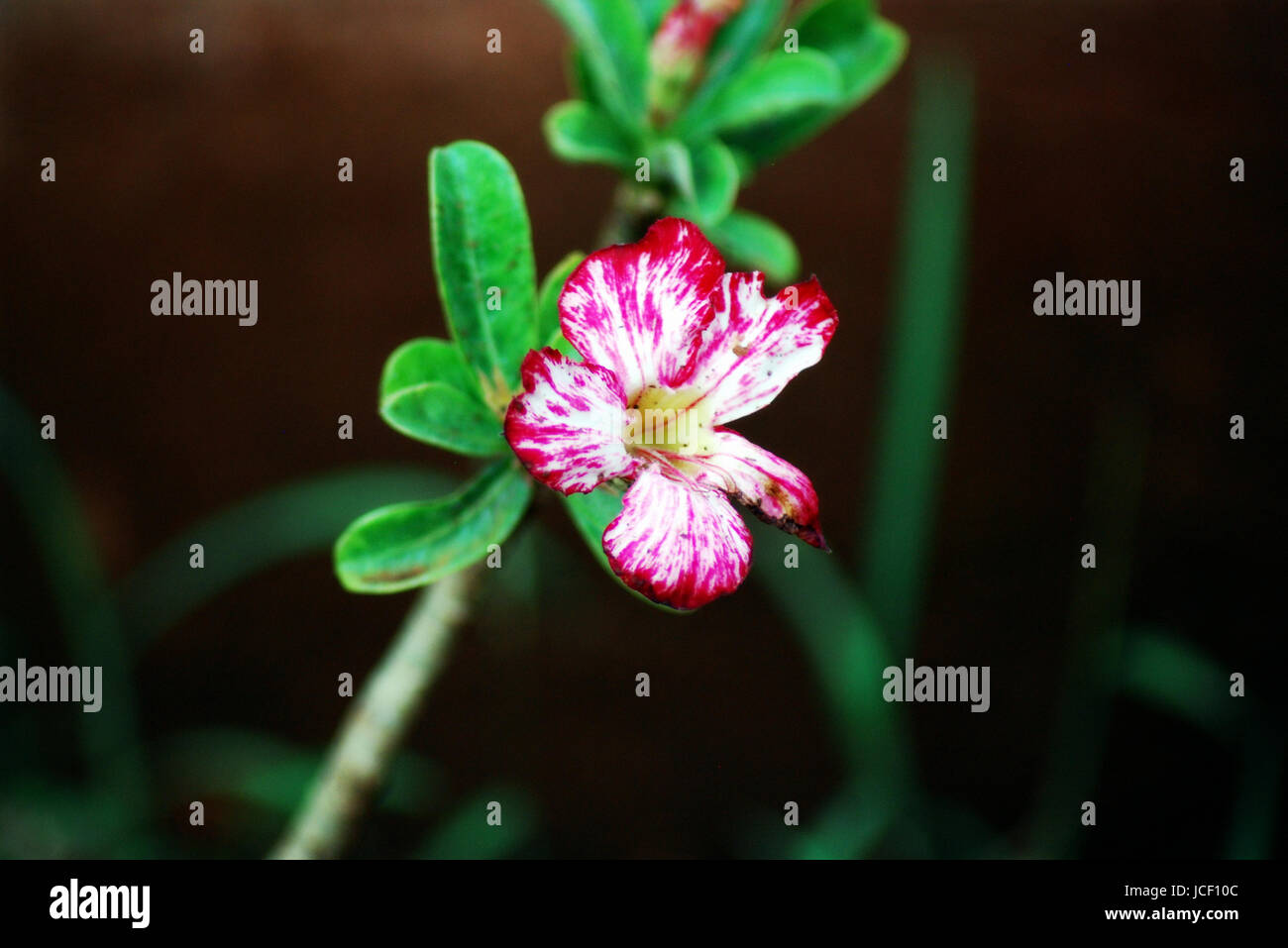 Indian Garden & Flowers Stock Photo - Alamy