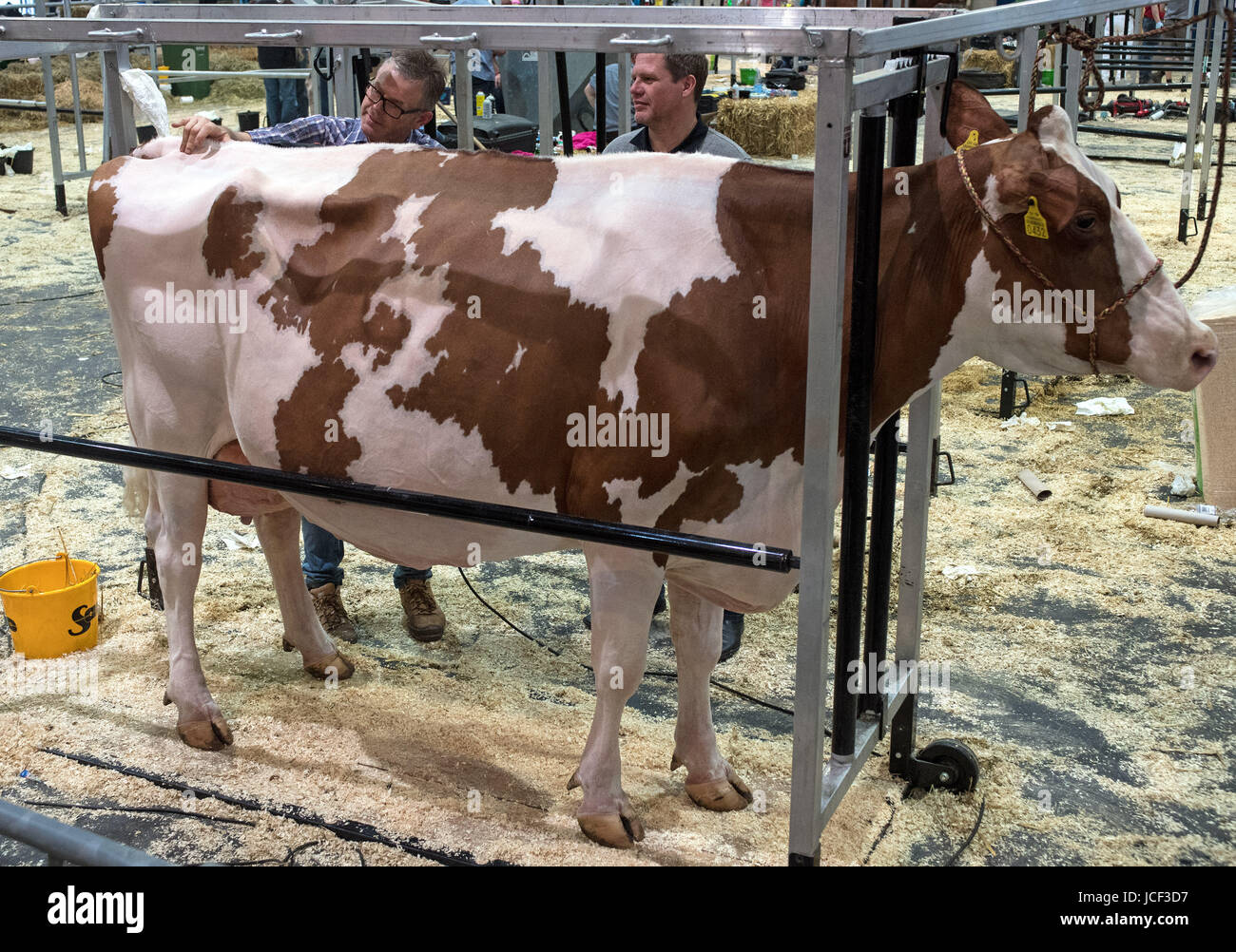 Oldenburg, Germany. 15th June, 2017. Cow-fitter Lars Bo from Denmark ...