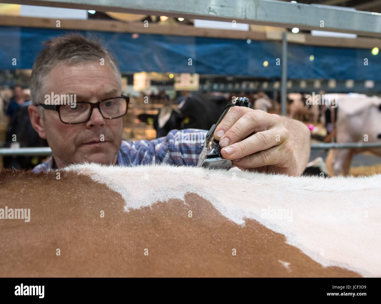 Oldenburg, Germany. 15th June, 2017. Cow-fitter Lars Bo from Denmark ...