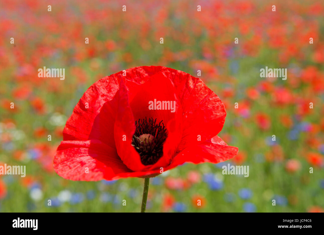 Stralsund, Germany. 15th June, 2017. A red poppy flower can be seen on ...