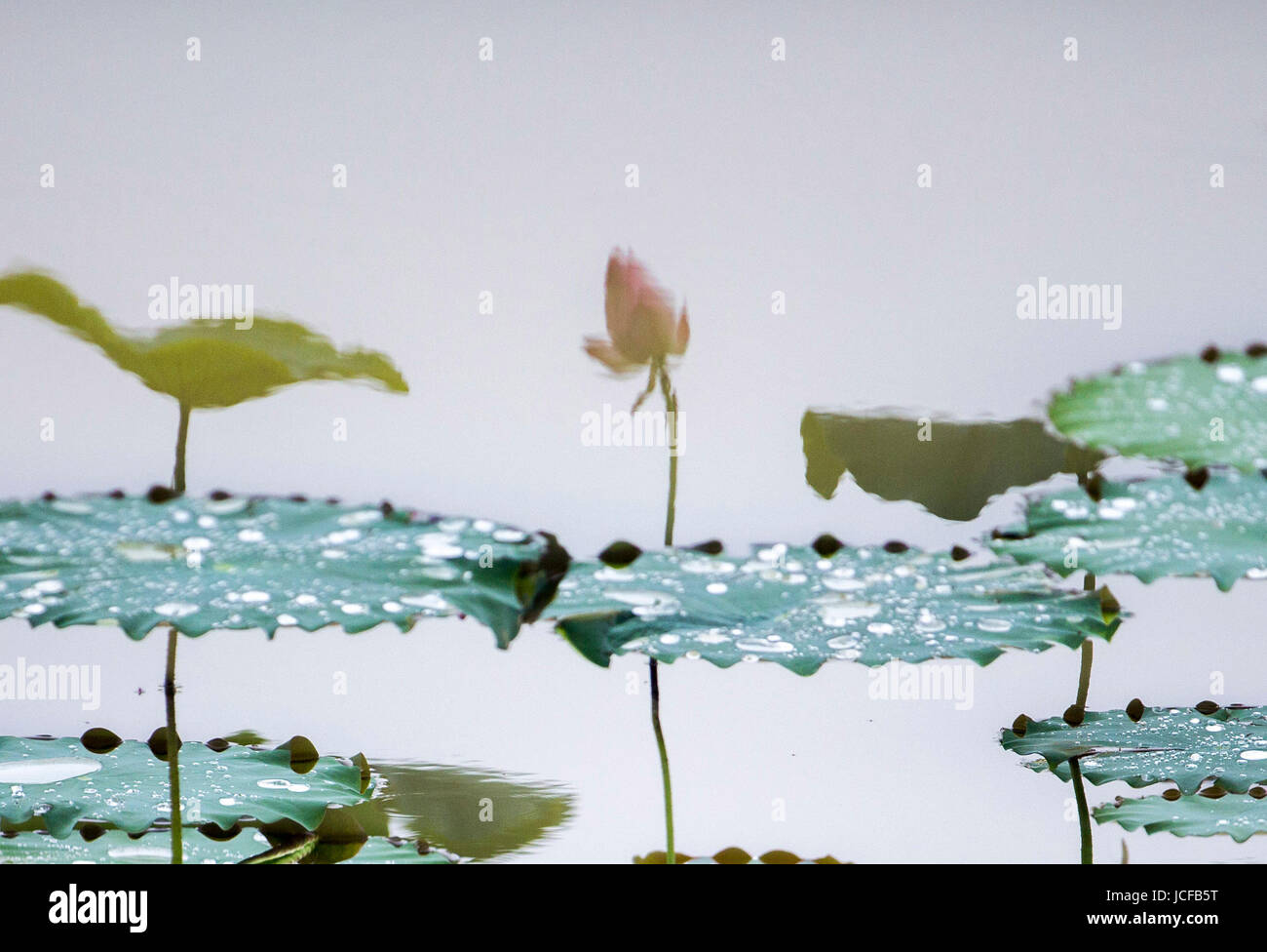 Duchang. 15th June, 2017. Photo taken on June 15, 2017 reversed 180 ...