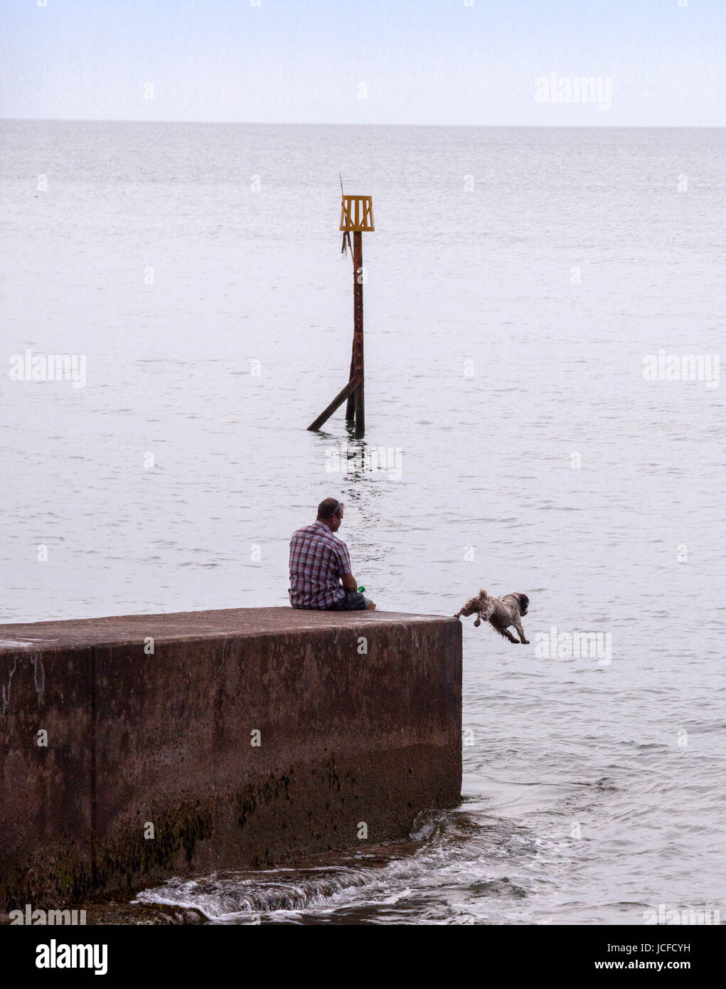 Springer spaniel photos hi-res stock photography and images - Alamy