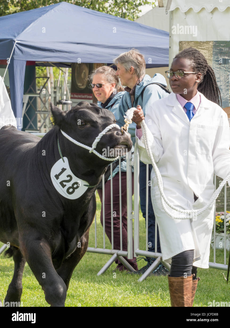 Aberdeen angus bull show hi-res stock photography and images - Alamy