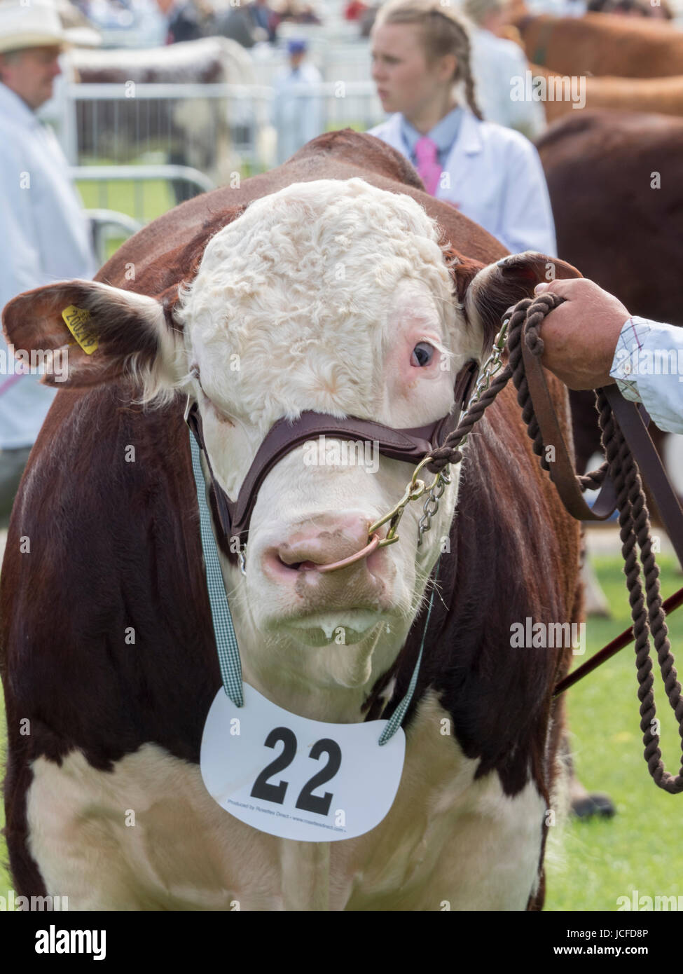 Judging bulls hi-res stock photography and images - Alamy
