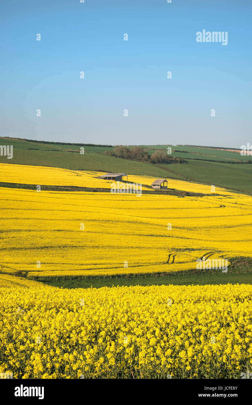 Beautiful bright landscape image of ripe rapeseed canola crop in Spring ...