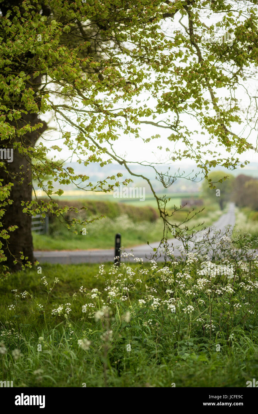 English countryside landscape view through trees to fields beyond on ...