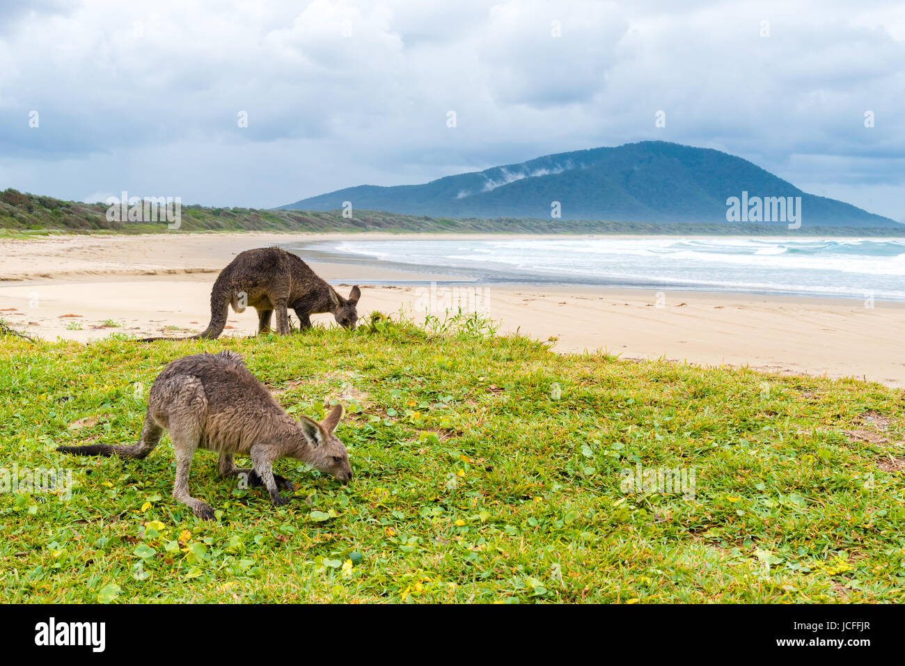 Kangaroos grazing eating grass hi-res stock photography and images - Alamy
