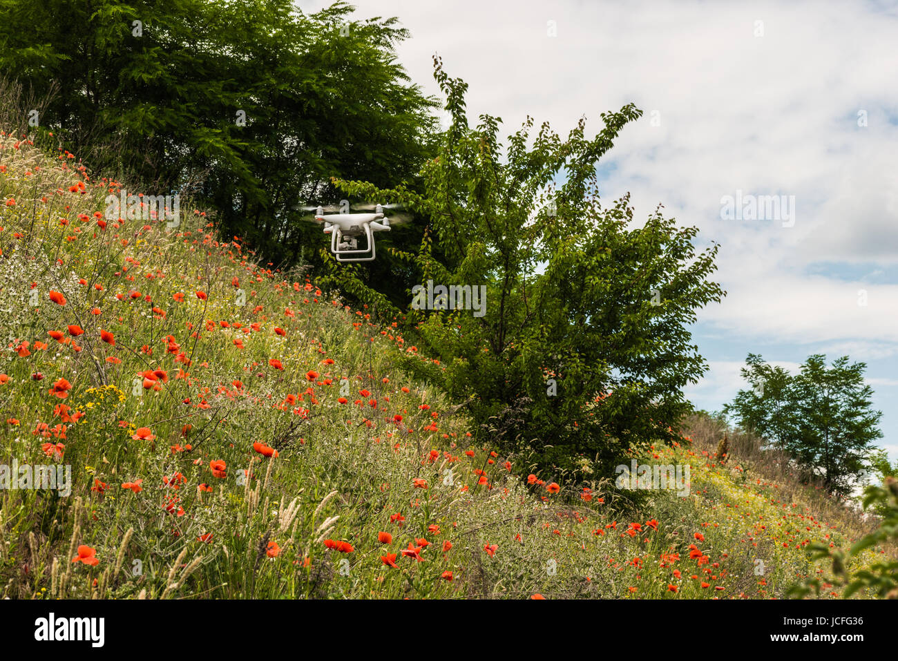 The flying machine flies over the field of red poppies and wildflowers ...