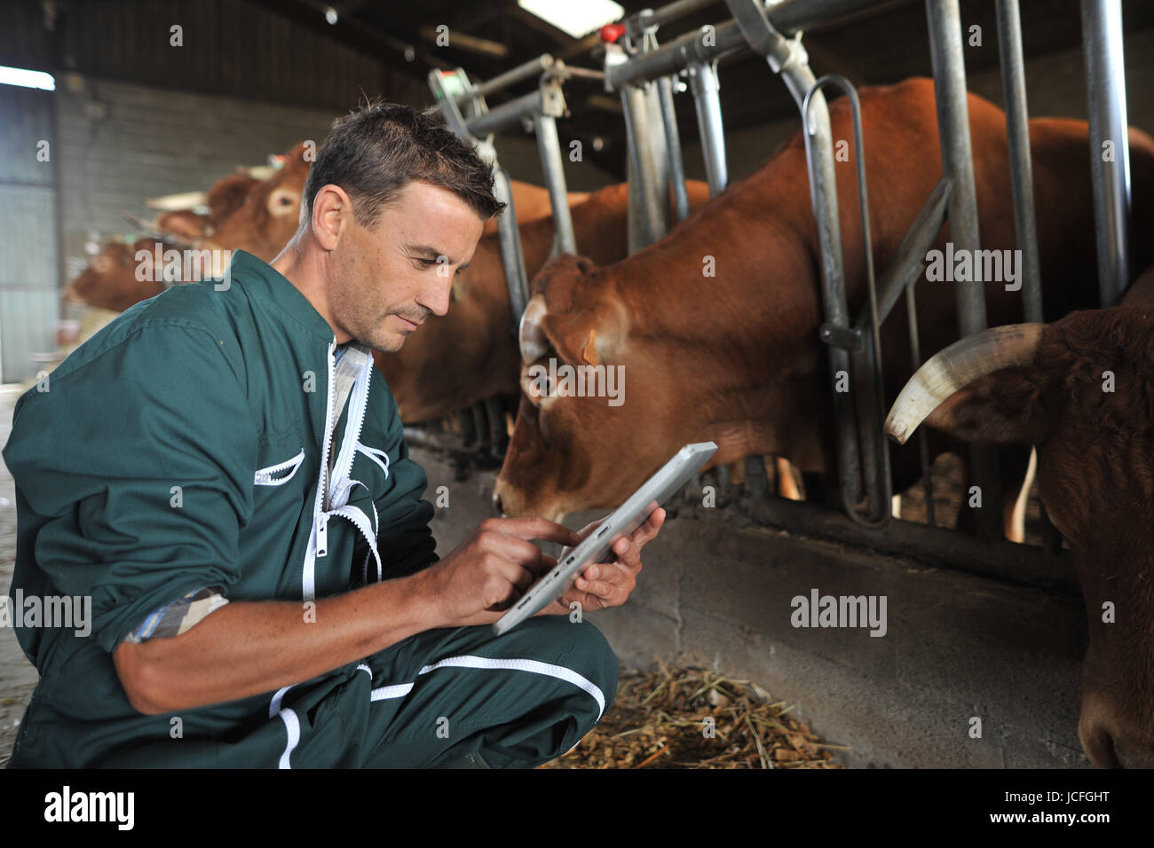 Farmer in barn using digital tablet Stock Photo - Alamy