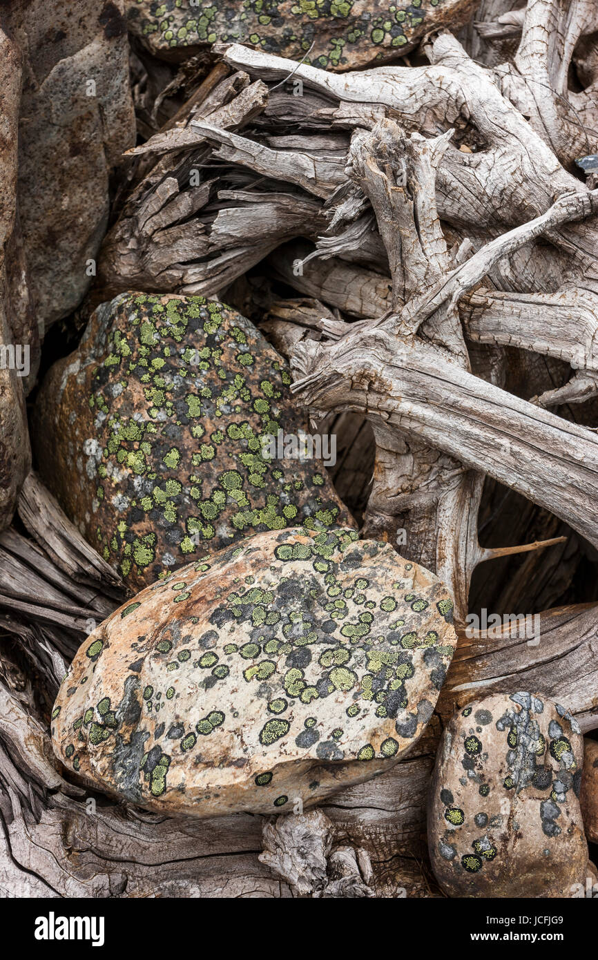 An abstract nature image of lichen covered rocks and old tree roots ...