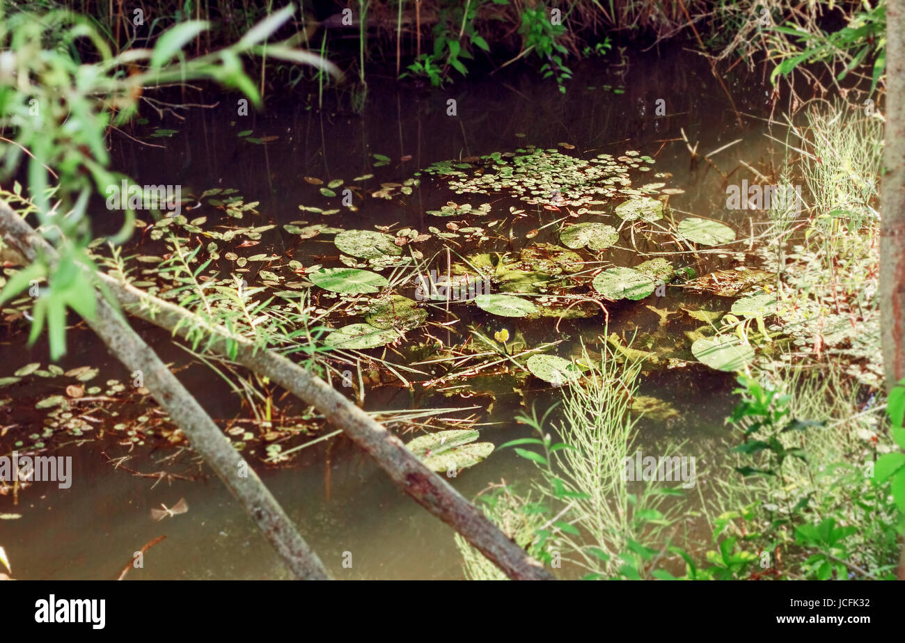 Summer sunny scenic swamp with bush and happy moments Stock Photo - Alamy