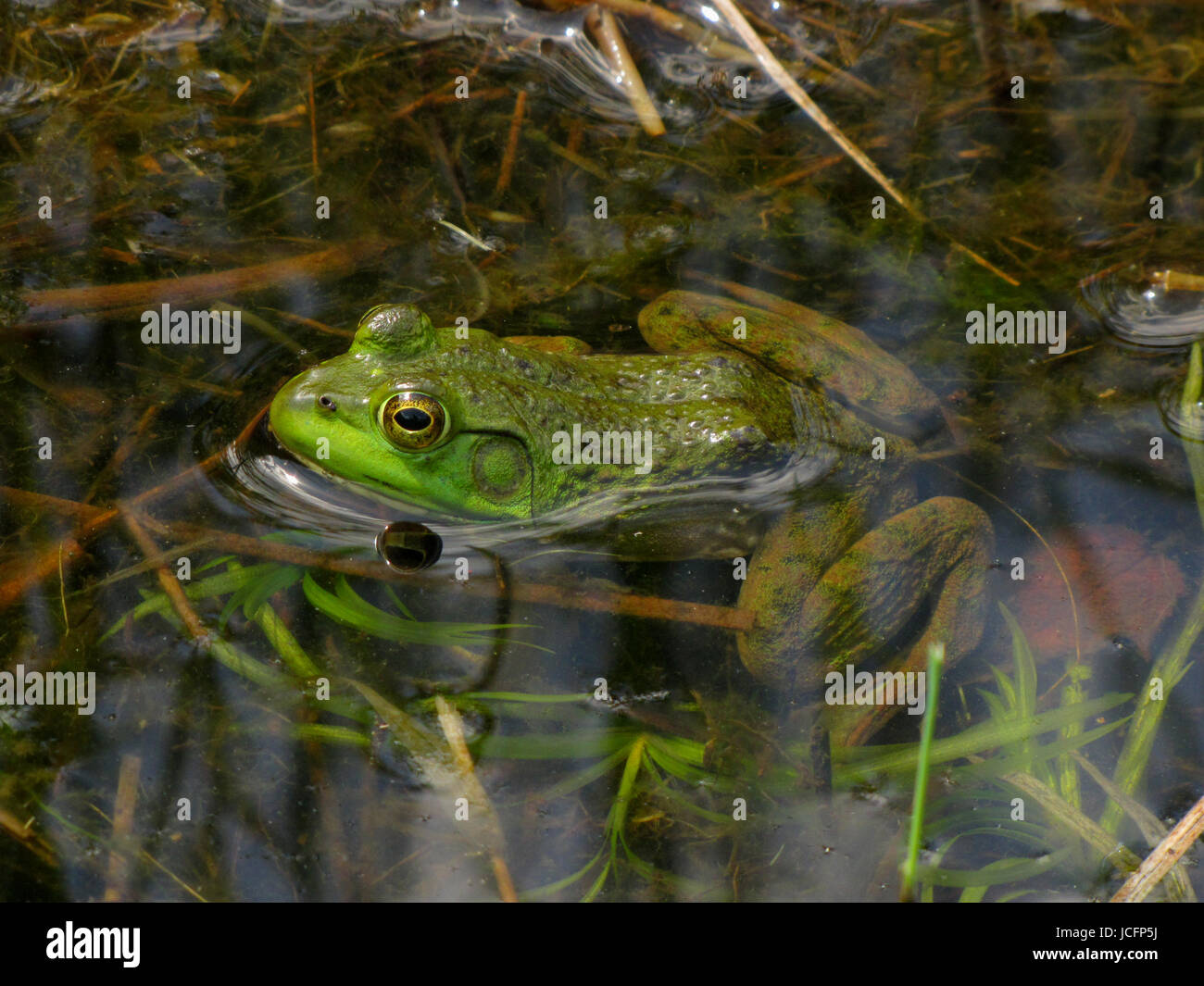 Bullfrog at Kejimkujik National Park, Nova Scotia, Canada Stock Photo ...