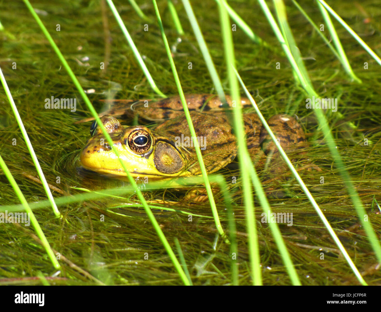 Bullfrog canada hi-res stock photography and images - Alamy