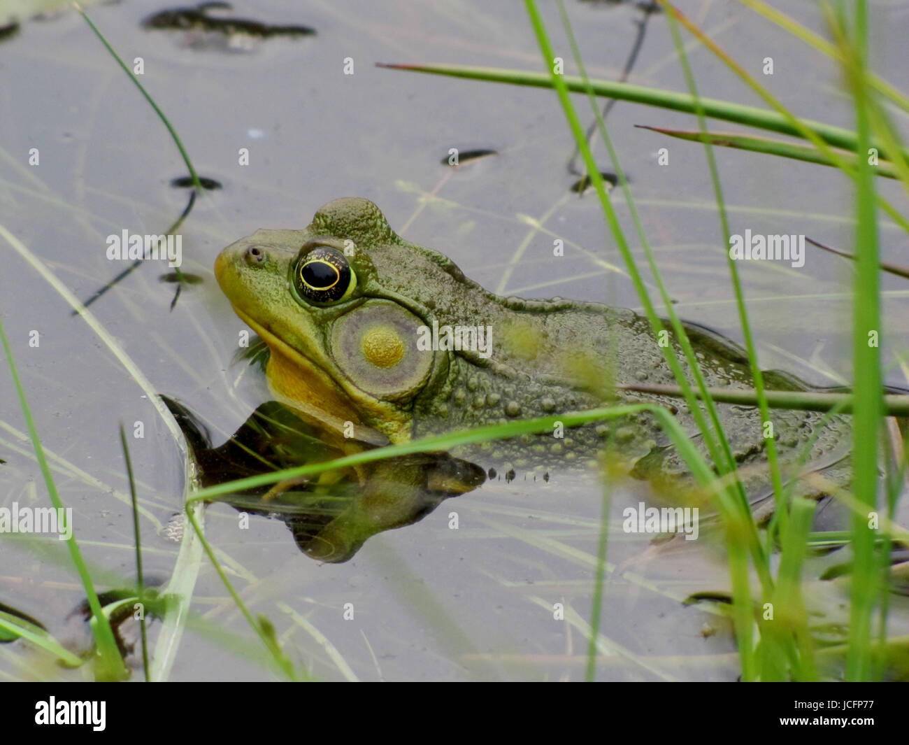 Green Frog at Kejimkujik National Park, Nova Scotia, Canada Stock Photo ...